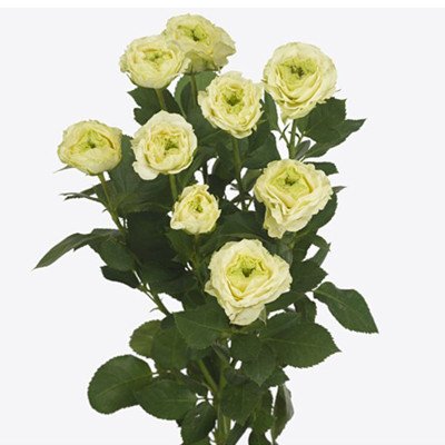 Rose Osiana - Product on Thursd