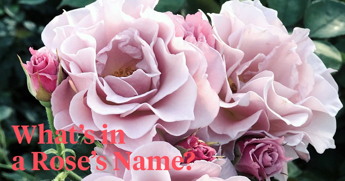 Where Rose Names Come From and How They Are Registered