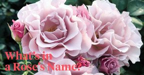 Where Rose Names Come From and How They Are Registered