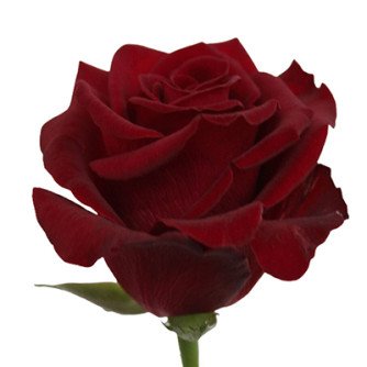 Rose Red Promise
