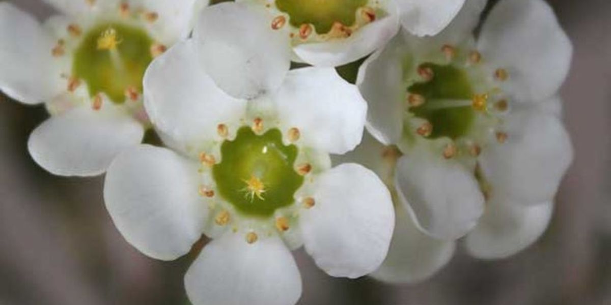 Waxflower (Chamelaucium) Dawn Pearl