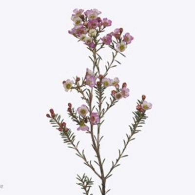 Waxflower Dee's Delight | Product Featured on Thursd.com