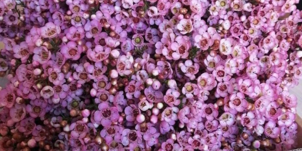 Waxflower Sarah's Delight | Product Featured on Thursd.com