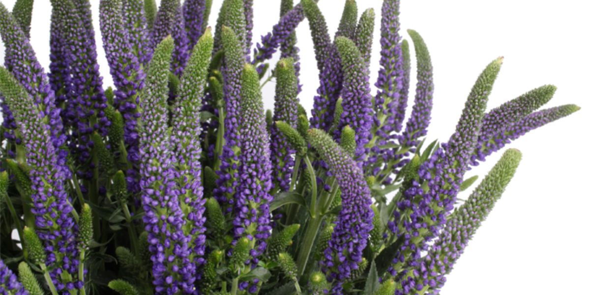 Veronica Smart Navy | Product Featured on Thursd.com