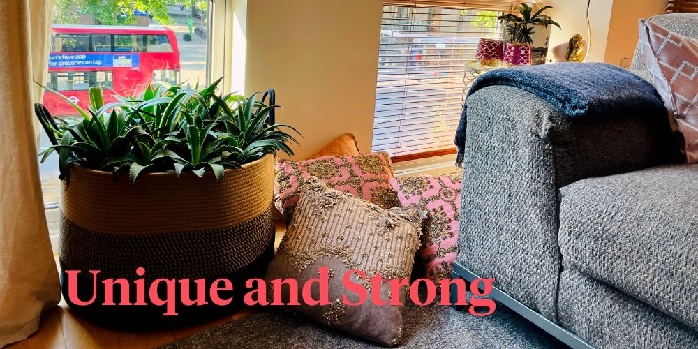 The Mangave - The New Must-Have for Collectors