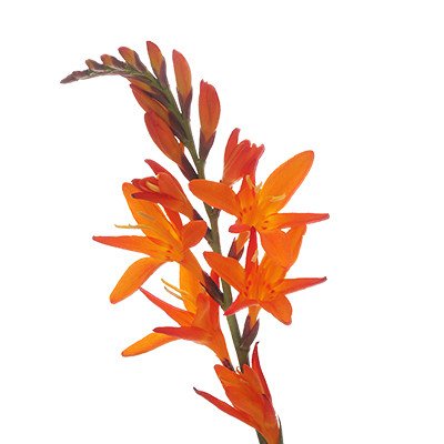 Crocosmia Prince of Orange | Product Featured on Thursd.com