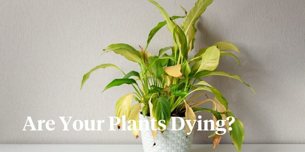 How to Revive a Dead Plant Using 8 Simple Tips