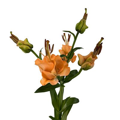 Roselily Natascha (cutflower) - Product on Thursd