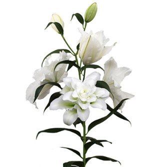 Lily Bowl of Beauty
