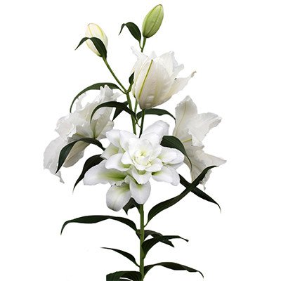 Roselily Sara (Cutflower) - Product on Thursd