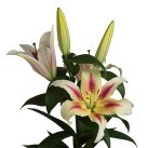 Lily Nymph | Product Featured on Thursd.com