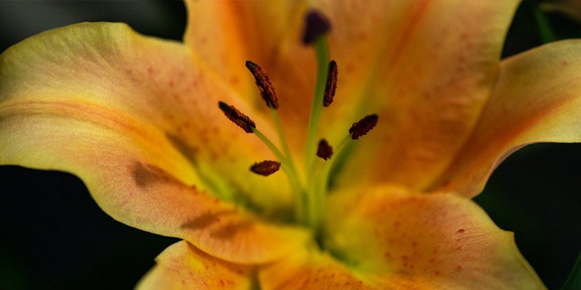 Lily OT Zelmira | Product on Thursd.com