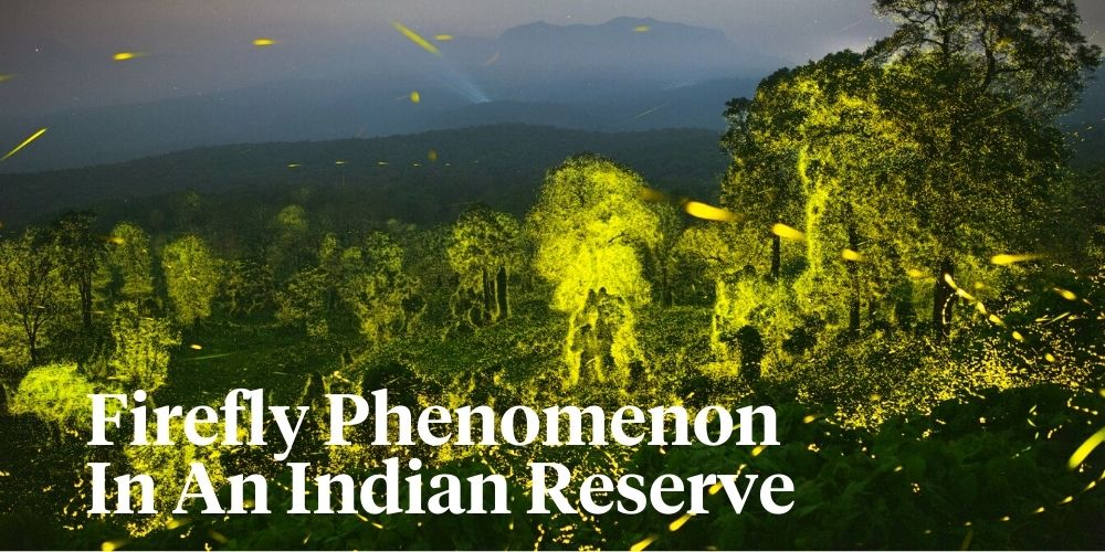 Capturing Billions of Fireflies in Indian Wildlife Reserve