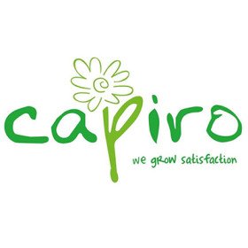 Chrysanthemum Santini Okada - Thursd