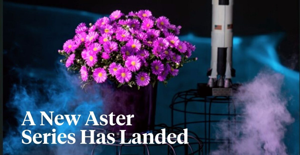Aster Alpha® by Florensis is Ready for Launch!