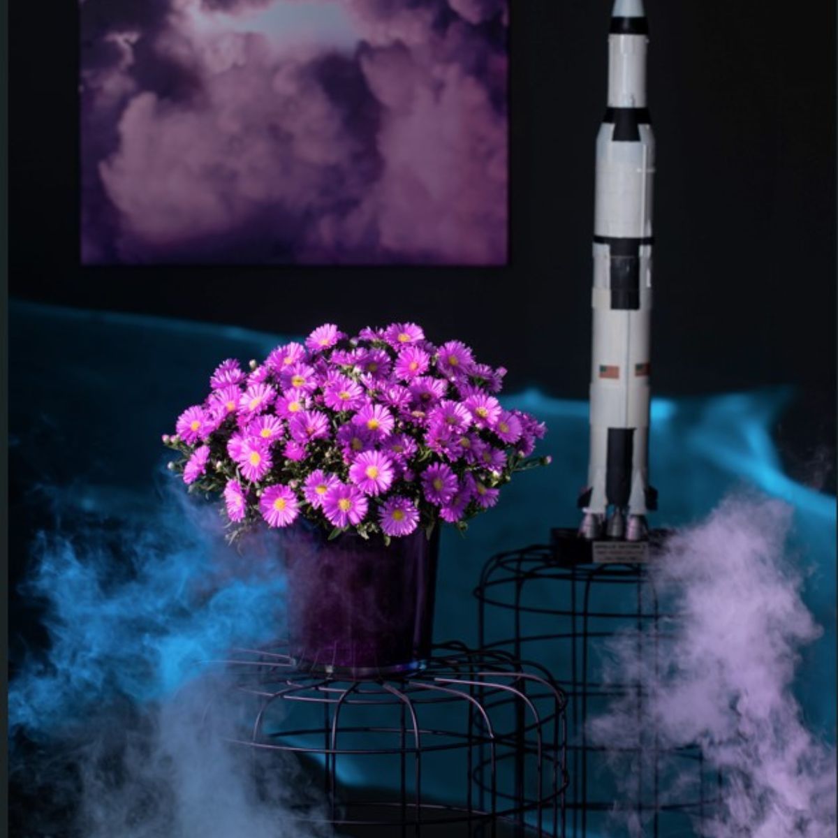 Aster Alpha® Light Pink | Product Featured on Thursd.com