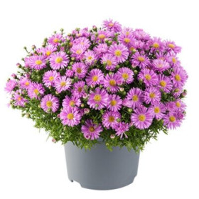 Aster Alpha® Light Pink | Product Featured on Thursd.com