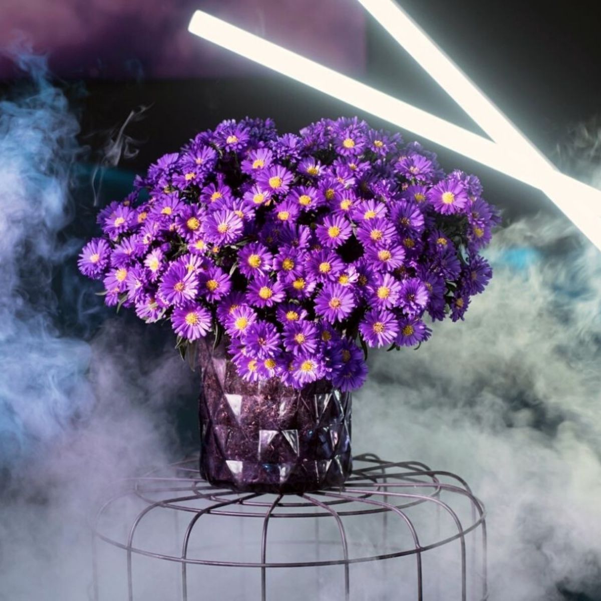 Aster Alpha® Dark Purple | Product Featured on Thursd.com