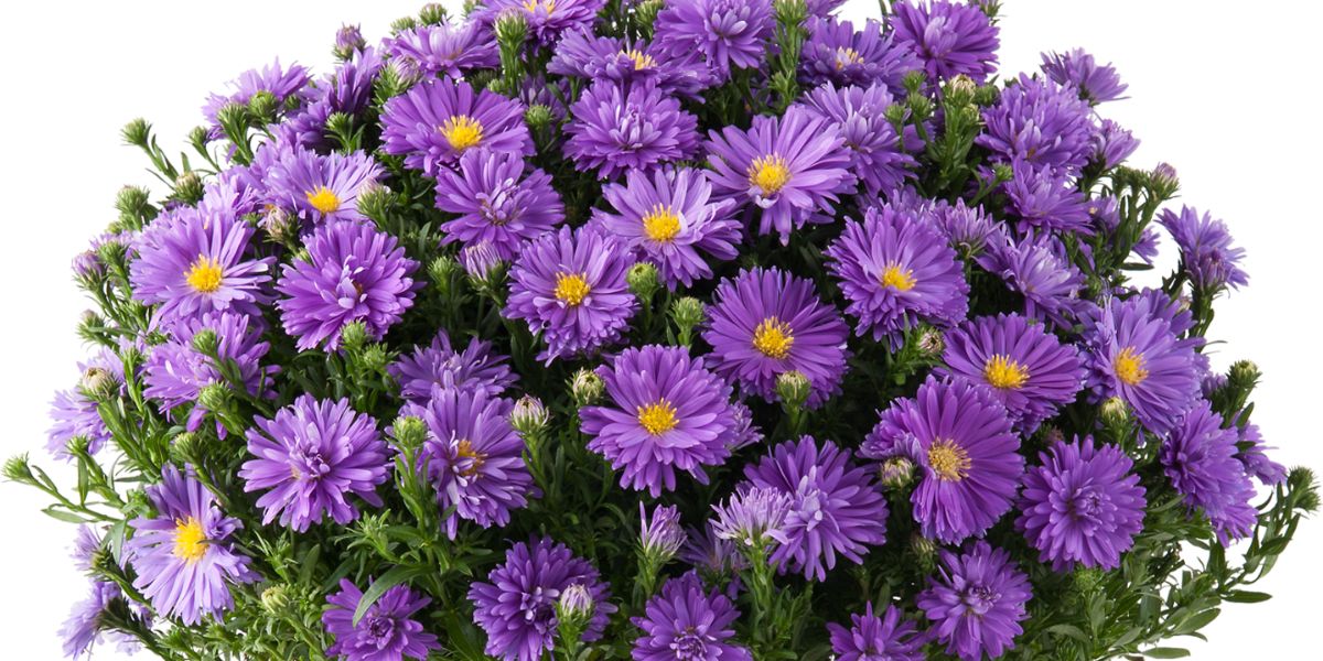 Aster Alpha® Dark Purple | Product Featured on Thursd.com
