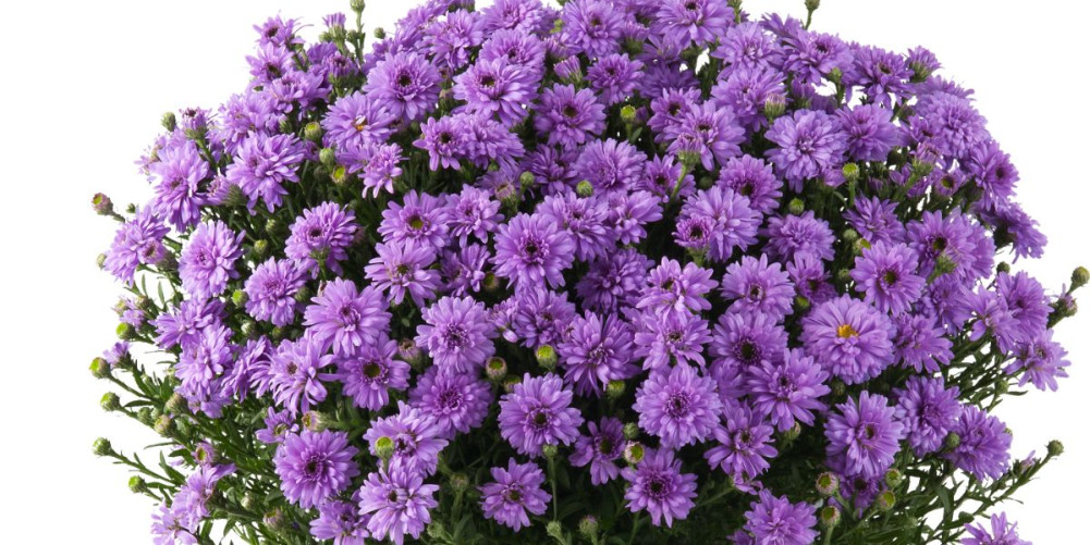 Aster Alpha® Purple | Product Featured on Thursd.com