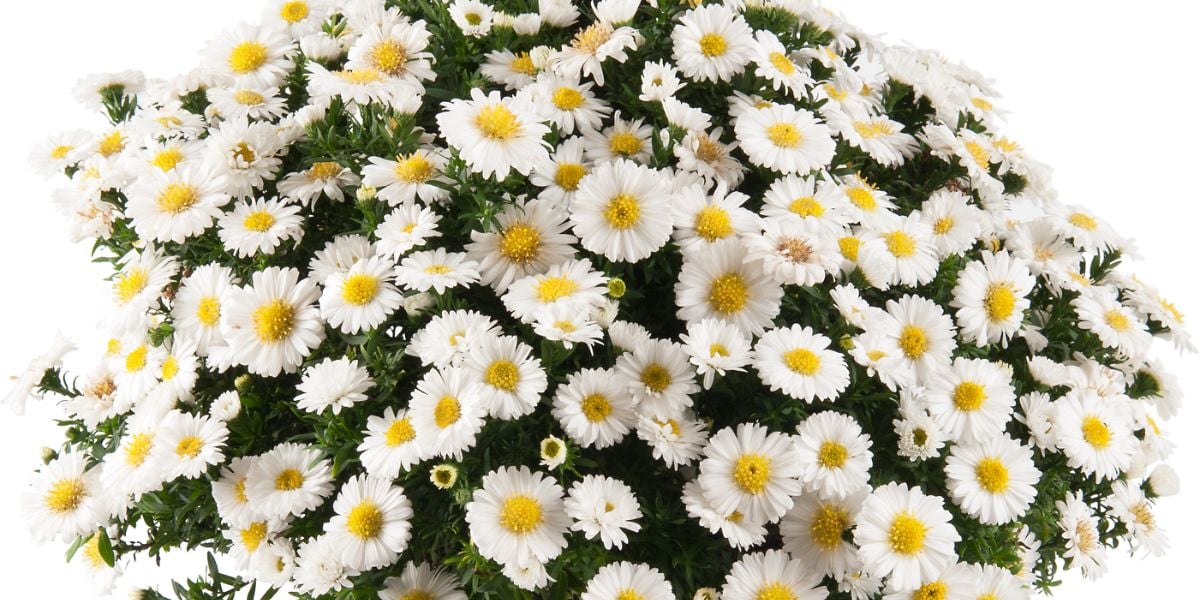 Aster Alpha® White | Product Featured on Thursd.com