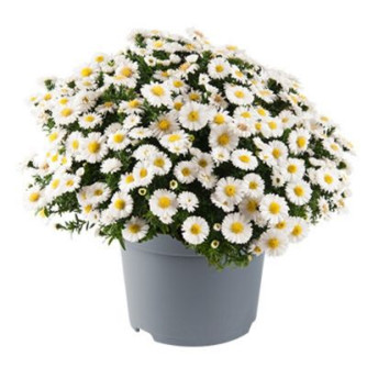 Aster Alpha® White | Product Featured on Thursd.com