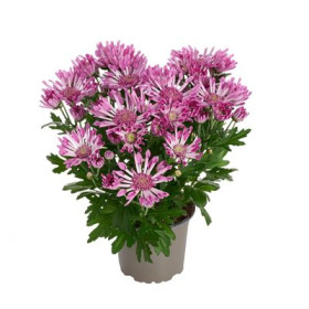 Sollinea® Nomad Fresh Pink