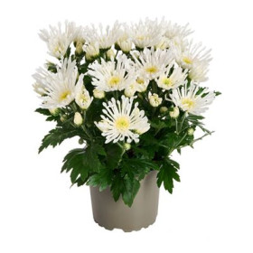 Sollinea® Luna | Product on Thursd.com