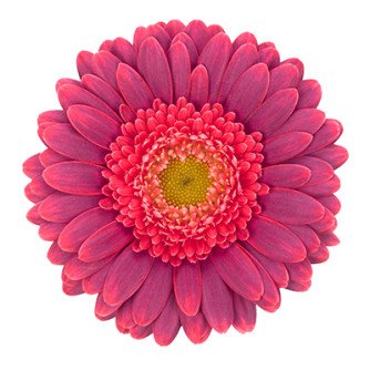 Gerbera Mini Bizar