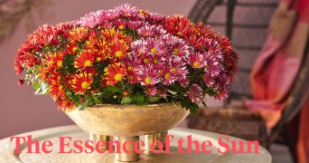 Sollinea Plants by Royal Van Zanten Care and Meaning
