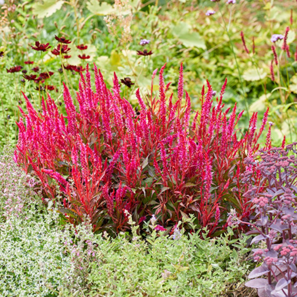Celosia Kelos® Candela Pink | Product Featured on Thursd.com