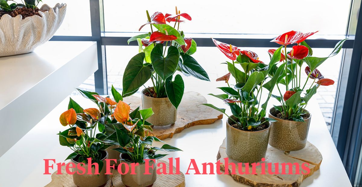 Transforming Indoor Spaces - Anthuriums by Floricultura