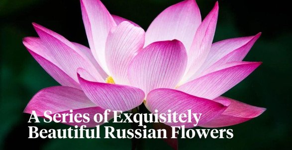 Top 10 Most Beautiful and Rarest Russian Flowers