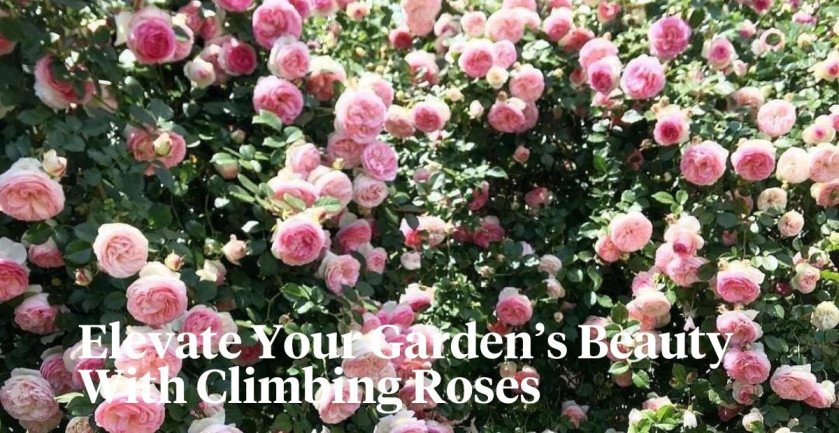 6 Climbing Roses That Are Easy-To-Grow and Will Make Your Garden Look ...