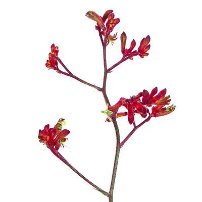 Anigozanthos Early Spring | Product Featured on Thursd.com