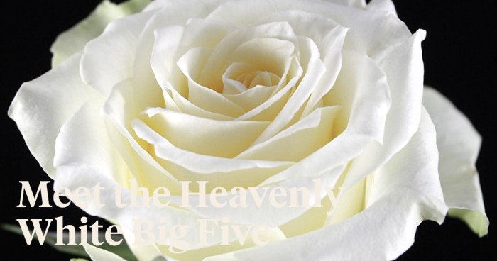 The Big Five Rose Edition - Part 3 - White Roses - Article on Thursd