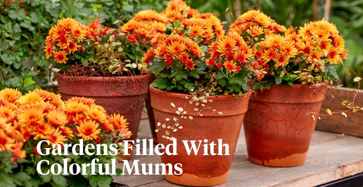 Royal Van Zanten’s Range of Colorful Garden Mums