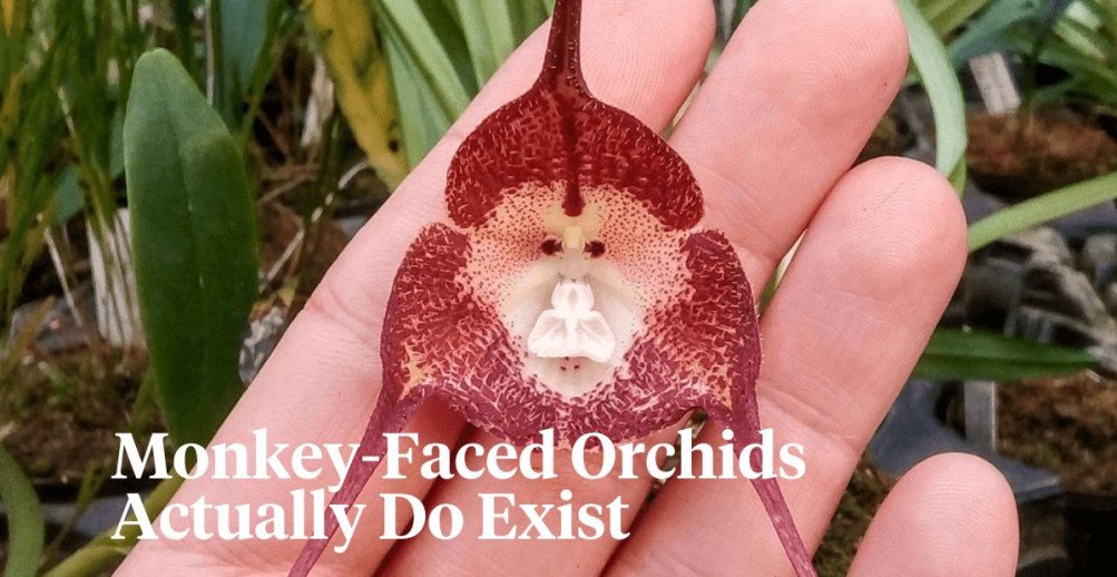 Monkey Faced Orchids Are Among Most Popular and Rarest Ones