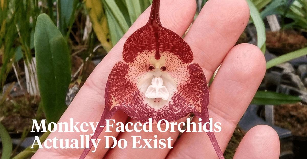 Monkey Faced Orchids Are Among Most Popular and Rarest Ones