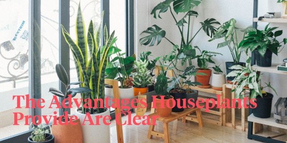 Evelyn Montoy on Indoor Plants for Student Productivity