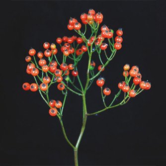 Rosehip Attractive Hiphop