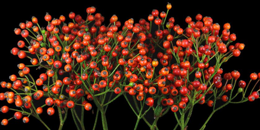 Rosehip Attractive Hiphop