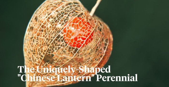 Learn Everything About the Beautiful Chinese Lantern or Physalis Flower