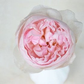Rose Red Promise - Thursd