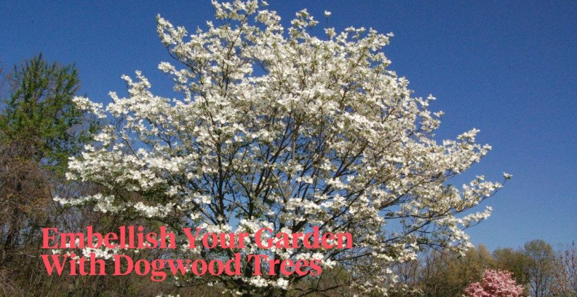 Guide to Dogwood Trees Aka Dog Tree and How to Care for Themq
