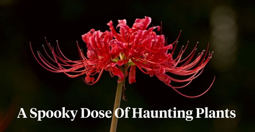 7 Halloween Plants to Give Your Garden a Fright