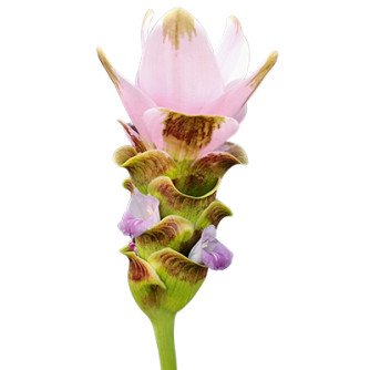 Curcuma Siam Shadow Pink | Product Featured on Thursd.com