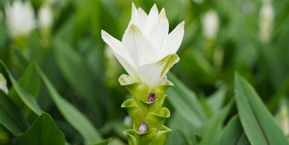 Curcuma Siam Spirit | Product Featured on Thursd.com