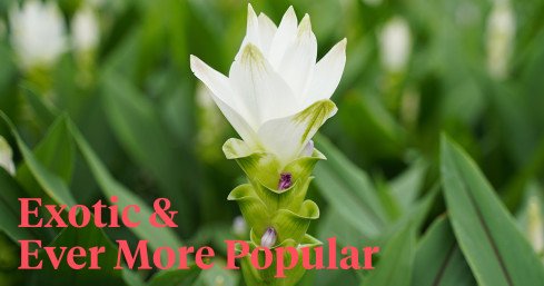 Curcuma Siam Spirit and Curcuma Siam Shadow Pink by Decorum