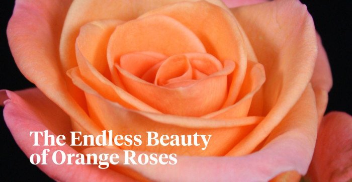 De Ruiter’s Big Five Orange Roses Brighten Bouquets